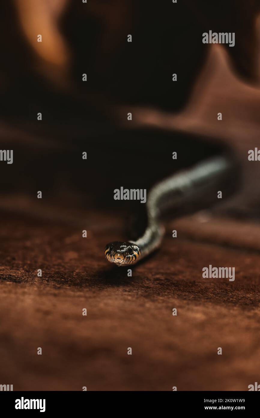 Venomous snake foot hi-res stock photography and images - Alamy