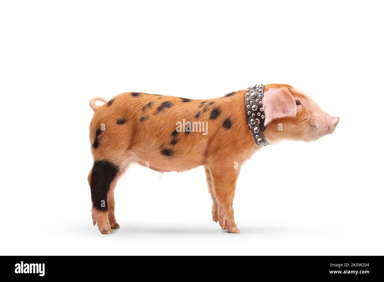 Cute little pig pet with a studded collar isolated on white background ...