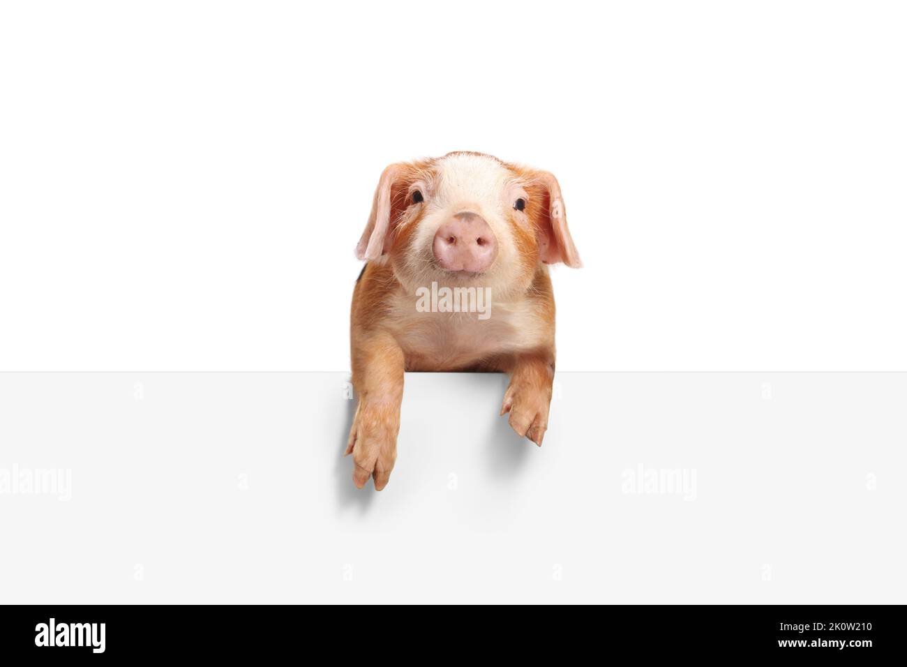 Funny little piglet standing above a blank white panel isolated on ...
