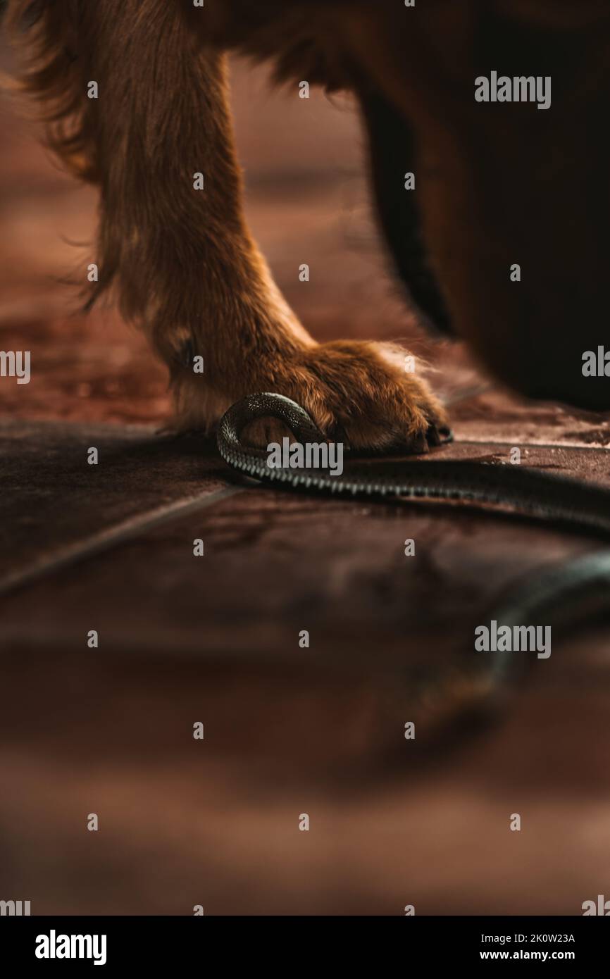 Stepping on to snake hi-res stock photography and images - Alamy
