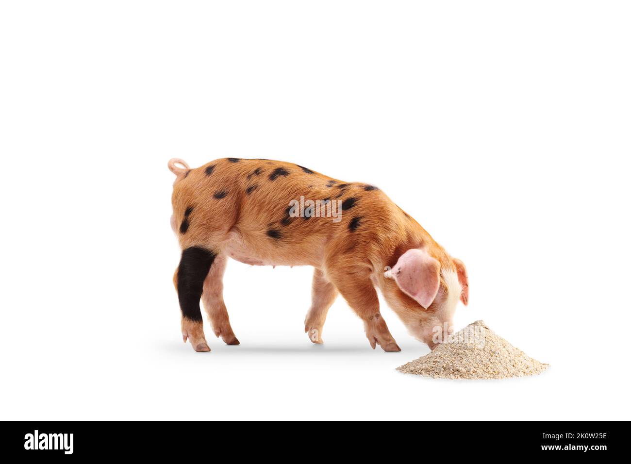 Piglet eating from a pile of grain livestock food isolated on white ...