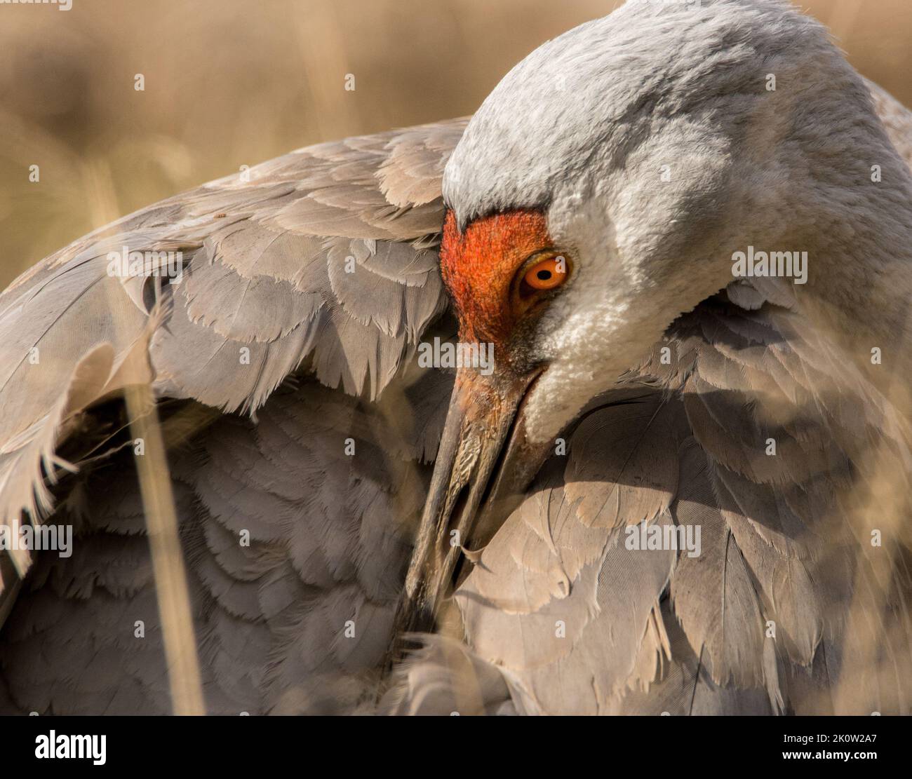 Sandhill cranes platte hi-res stock photography and images - Alamy