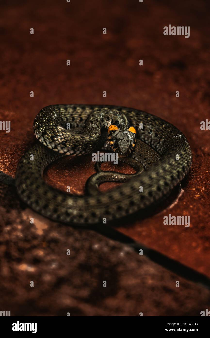 A vertical closeup shot of a grass snake (Natrix natrix Stock Photo - Alamy