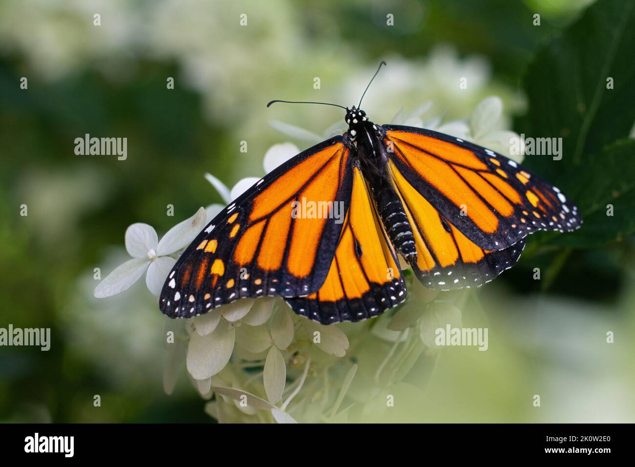 Beautiful monarch butterfly on a flowering shrub Stock Photo - Alamy