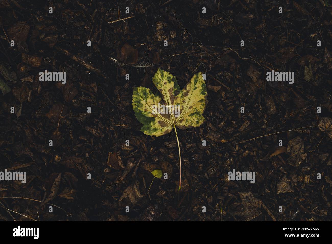 Leaves dying slowly from the tree Stock Photo - Alamy