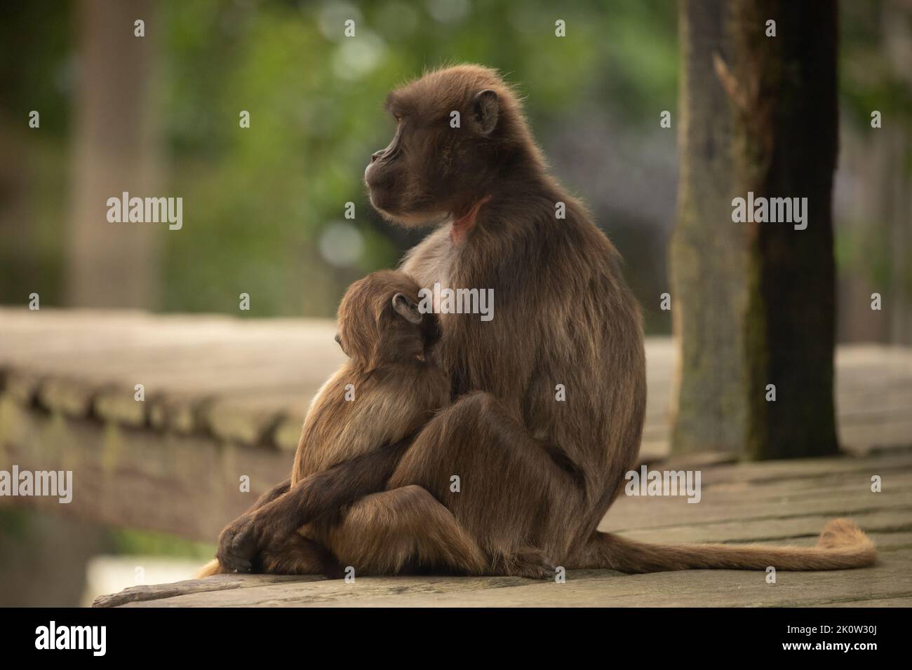 Gelada Baboon Monkey mother and father with two baby Gelada Baboons ...