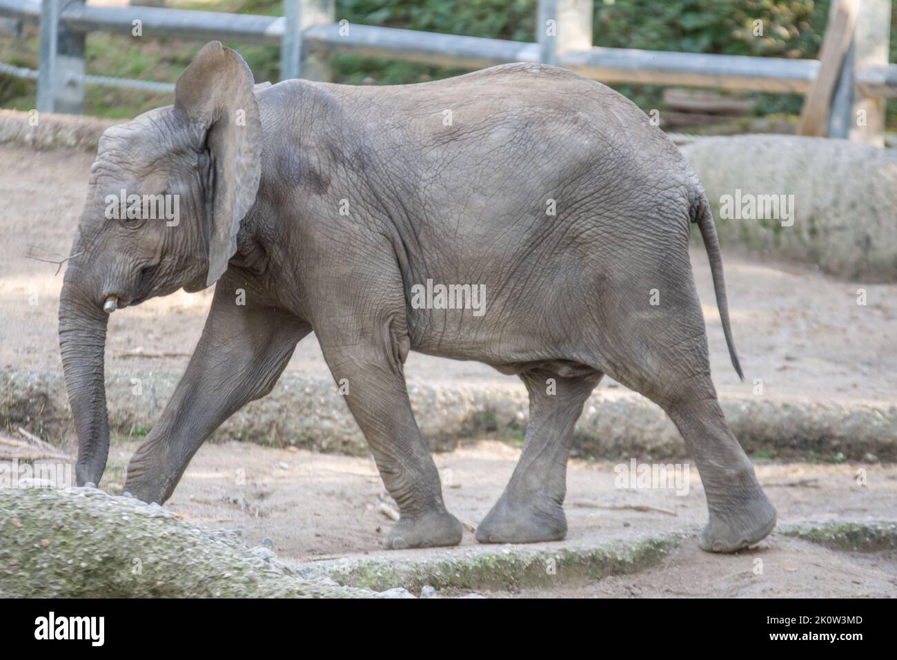 A big elephant in the zoo Stock Photo - Alamy
