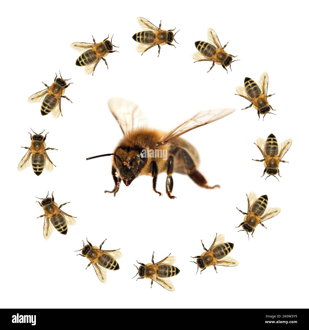 group of bee or honeybee in Latin Apis Mellifera, european or western ...