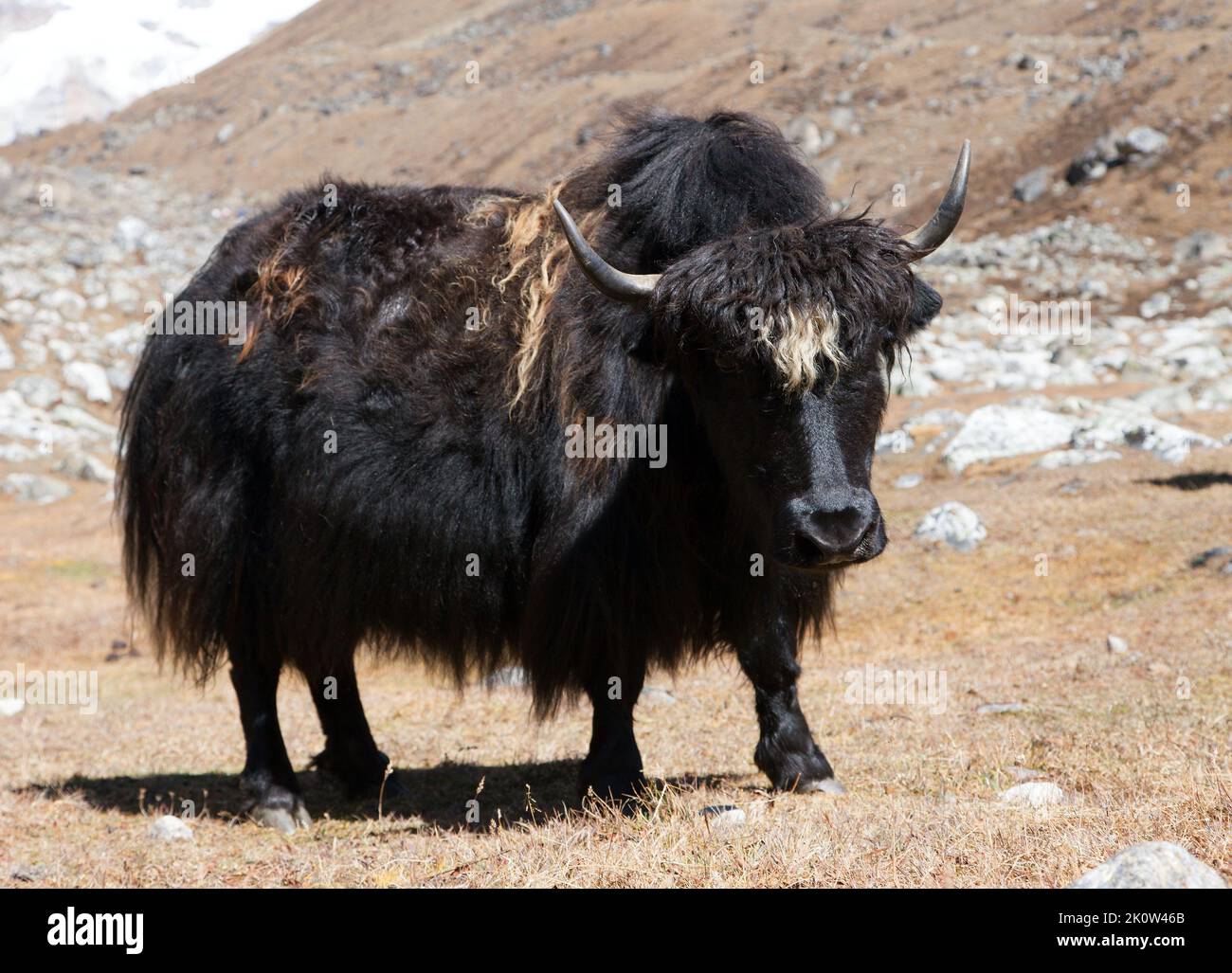 Black yak on the way to Everest base camp - Nepal Himalayas Stock Photo ...