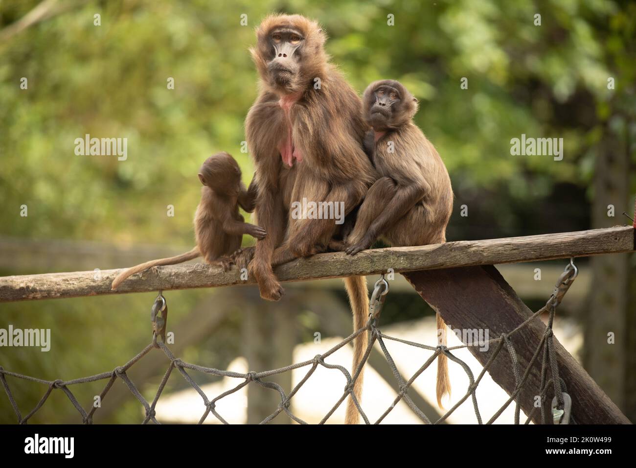 Gelada Baboon Monkey mother and father with two baby Gelada Baboons ...