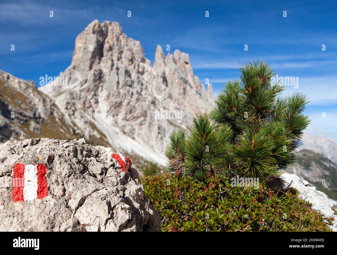 Small pine tree, tourist sign and stone and Cima Ambrizzola and Clroda ...