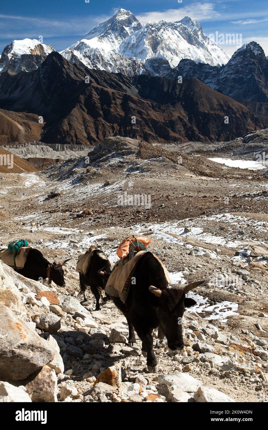 Yaks and mount Everest and mount Lhotse from Renjo pass, gokyo valley ...