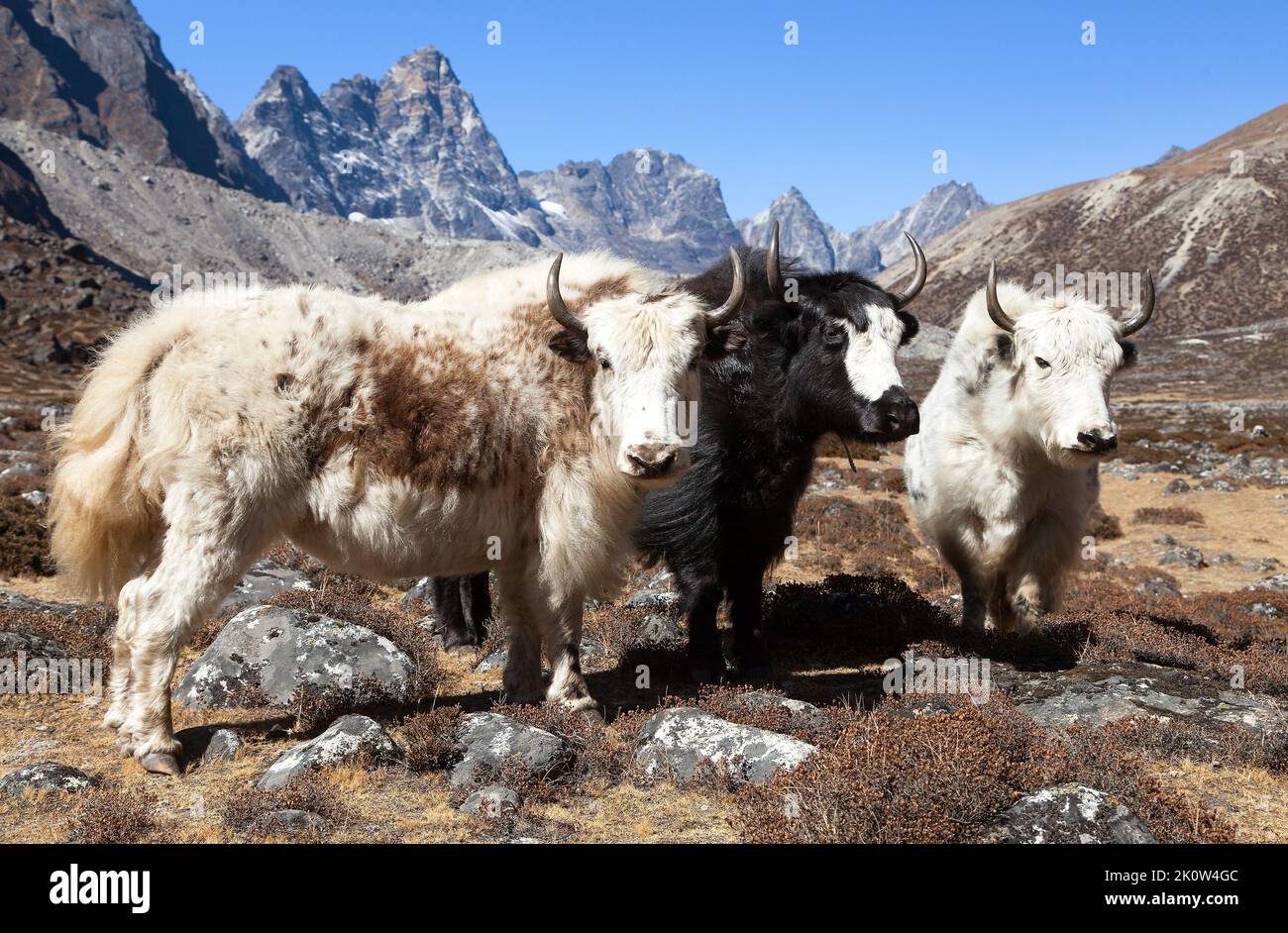 Everest summit group hi-res stock photography and images - Alamy