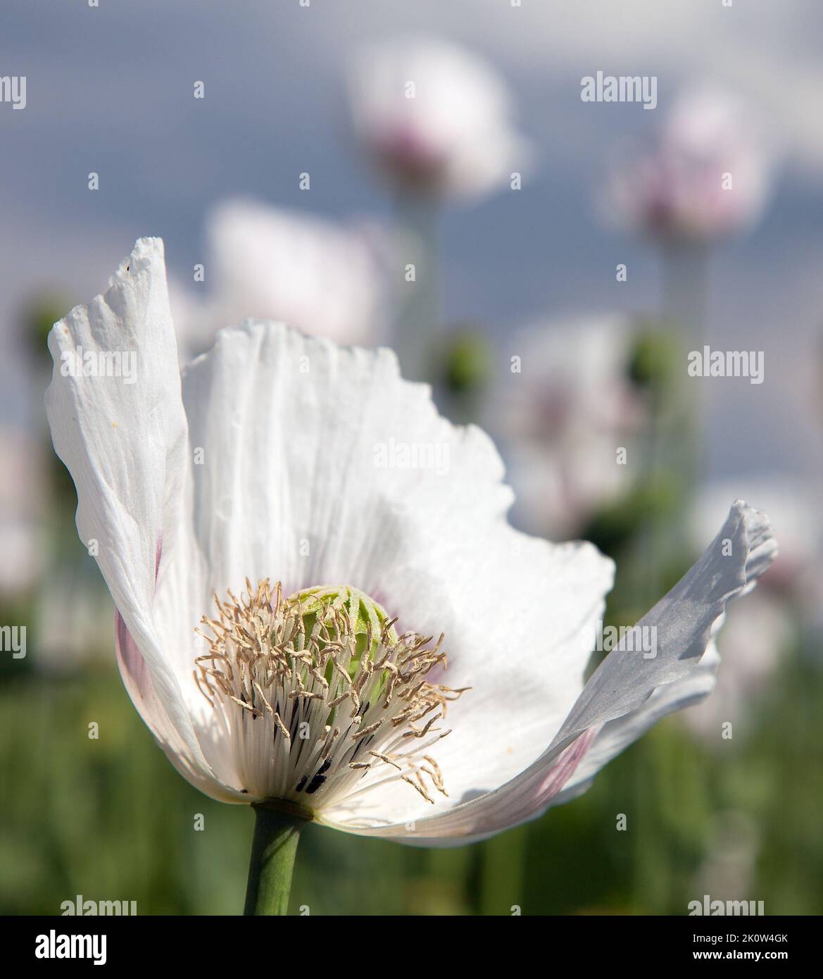 Detail of flowering opium poppy in Latin papaver somniferum, poppy ...