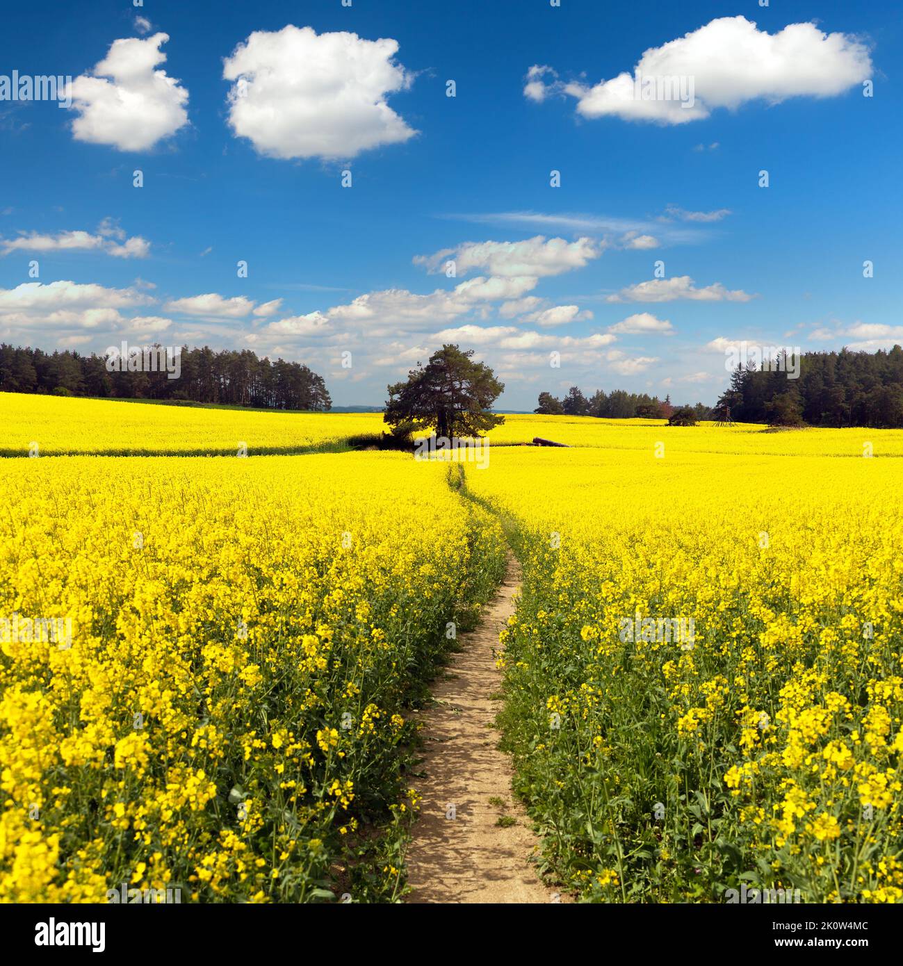 Field of rapeseed, canola or colza in Latin Brassica Napus with path ...