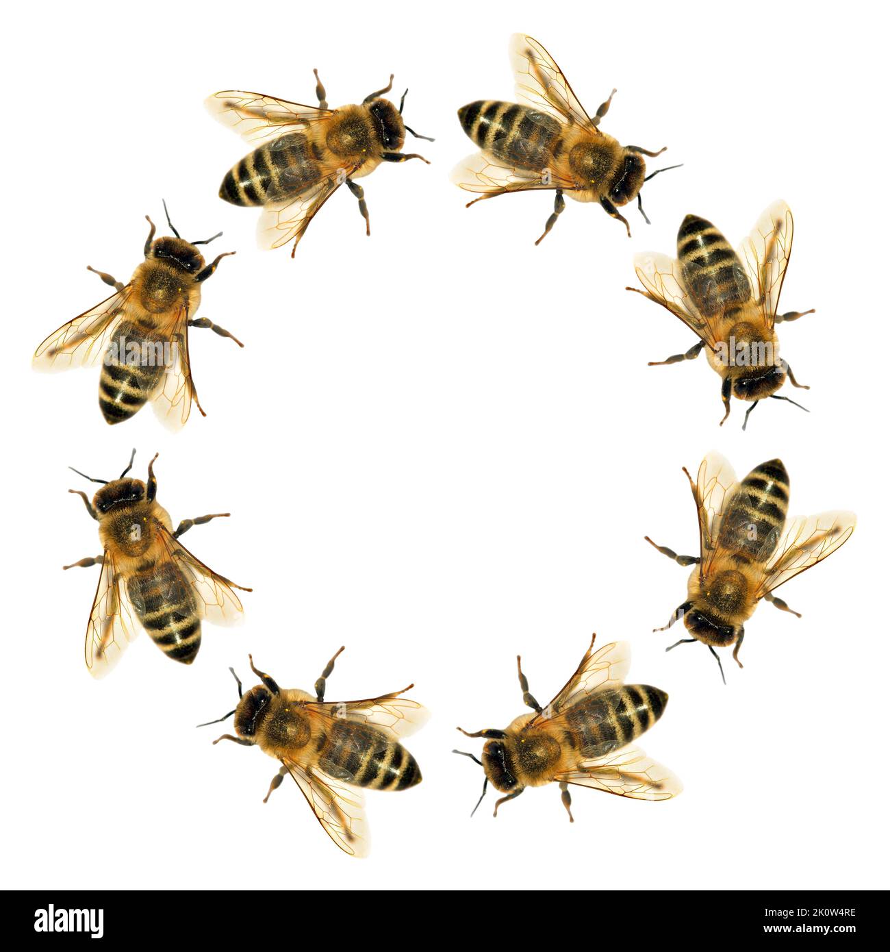 group of bee or honeybee in the circle in Latin Apis Mellifera ...