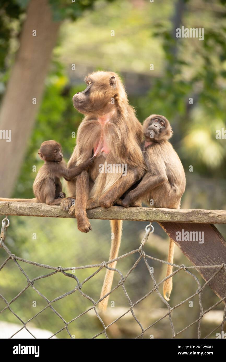 Gelada Baboon Monkey mother and father with two baby Gelada Baboons ...
