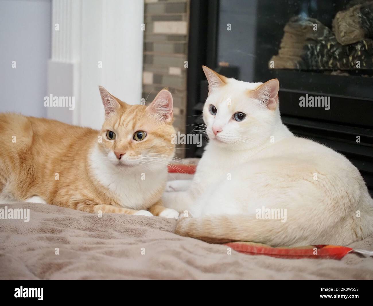 Mika the orange tabby with Mitzie the flamepoint Siamese Stock Photo ...