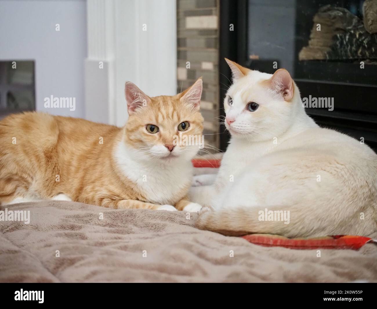Gato neko hi-res stock photography and images - Alamy