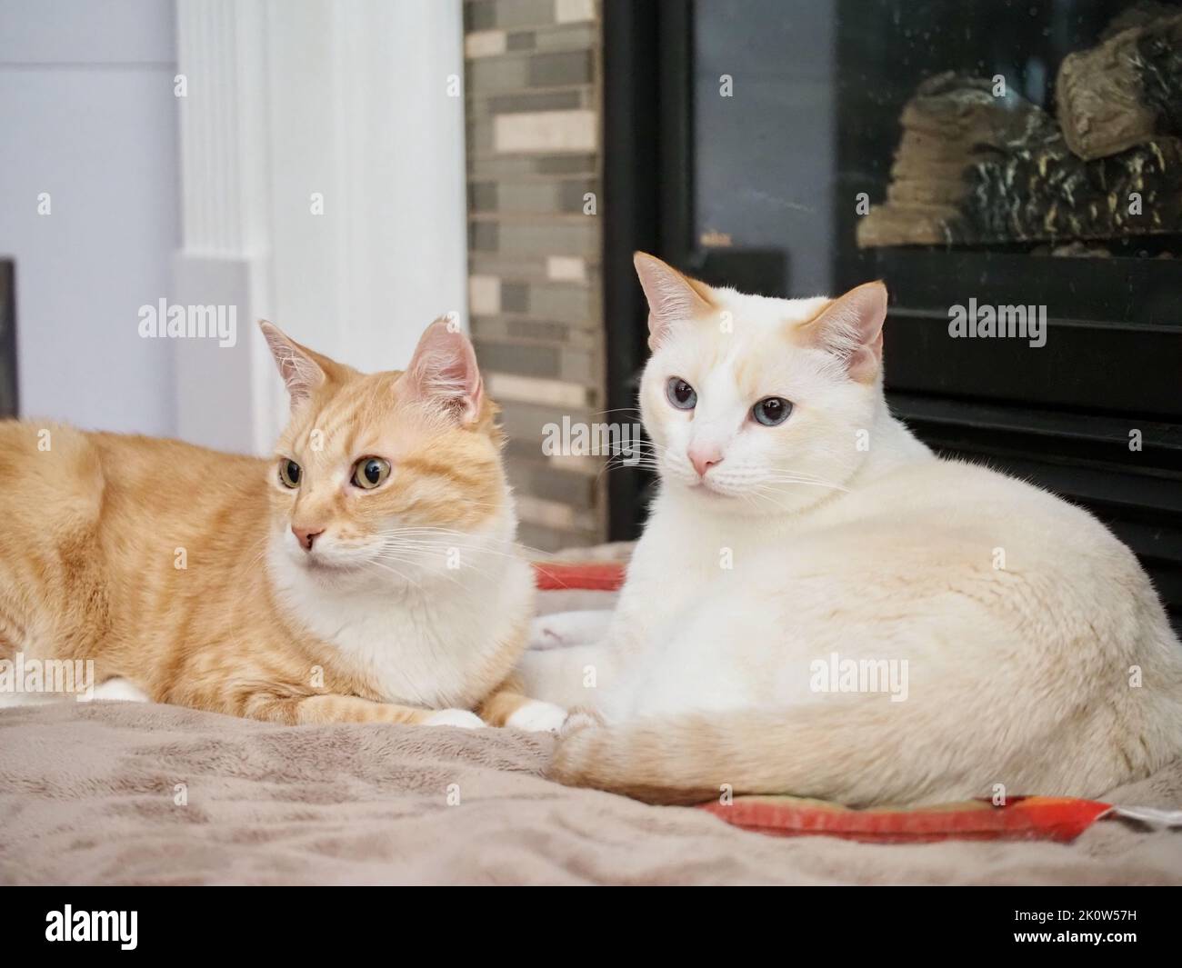 Mika the orange tabby with Mitzie the flamepoint Siamese Stock Photo ...