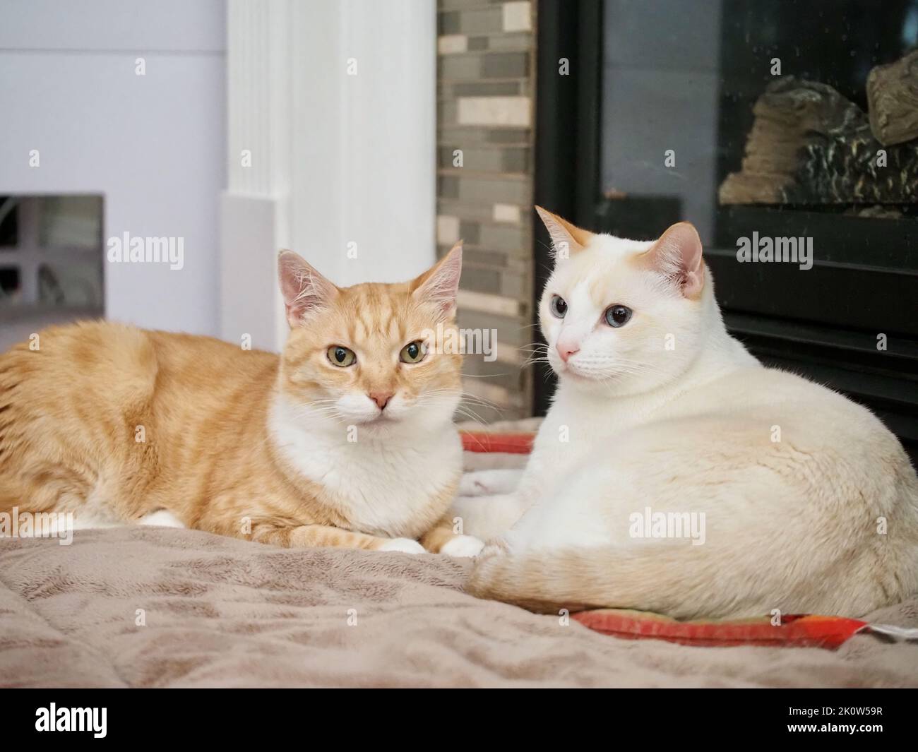 Mika the orange tabby with Mitzie the flamepoint Siamese Stock Photo ...