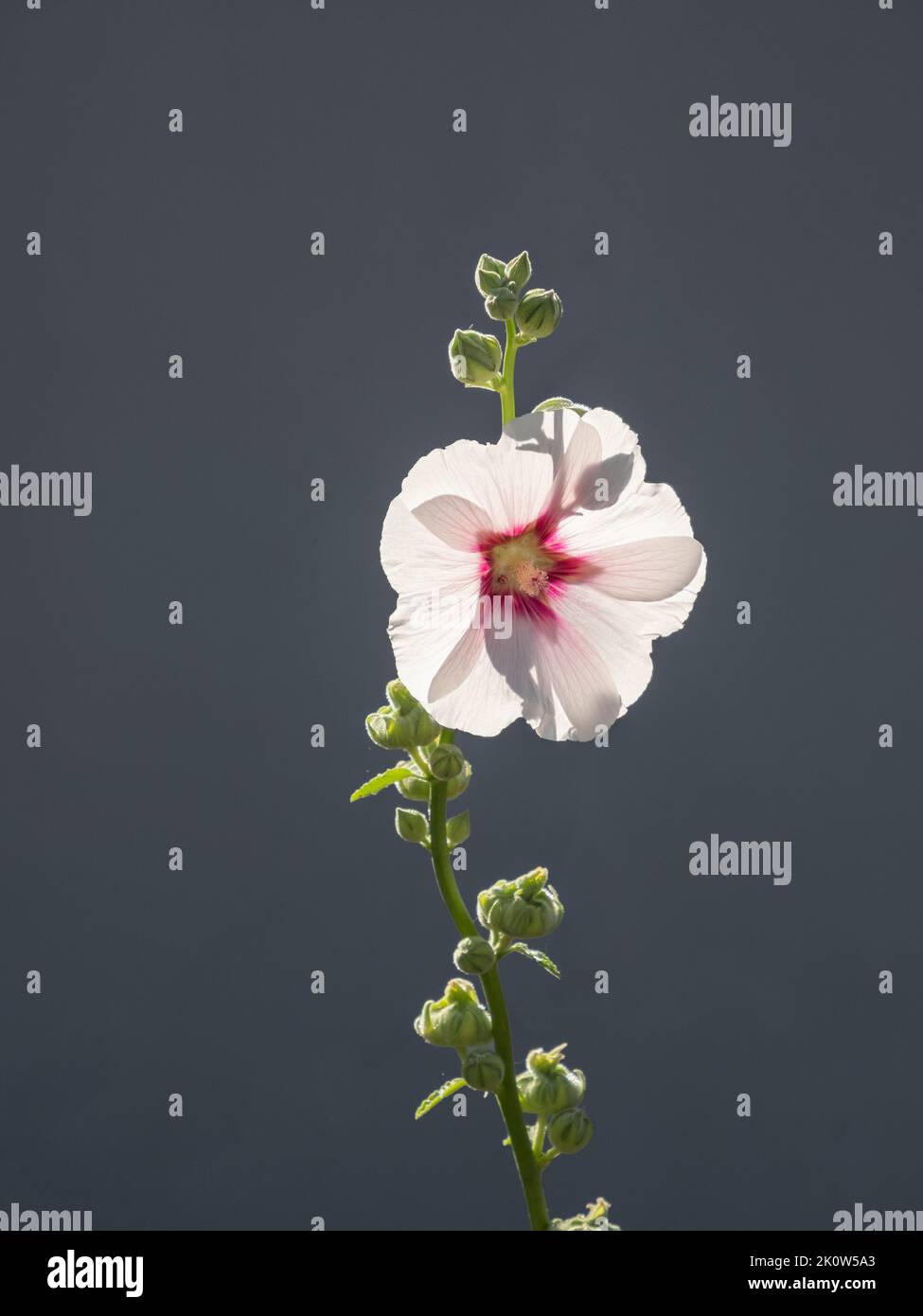 White mallow (Malva) flower on stem with some buds against the sun in ...