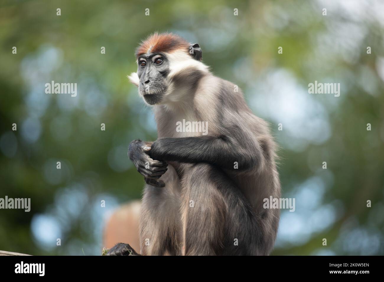 Mangabey yawning hi-res stock photography and images - Alamy