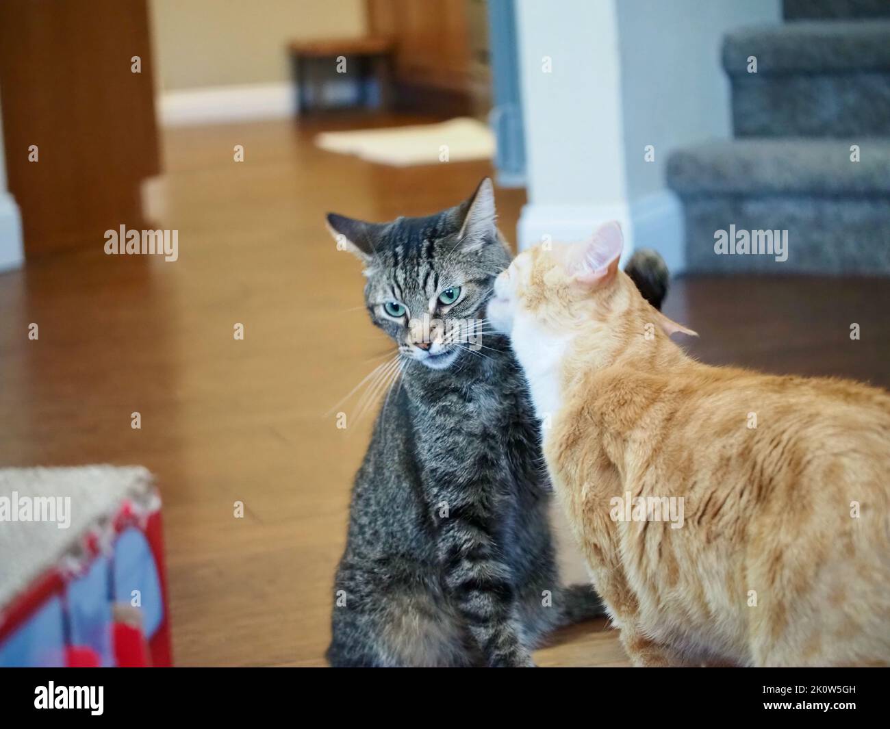 Orange tabby with white mitten hi-res stock photography and images - Alamy