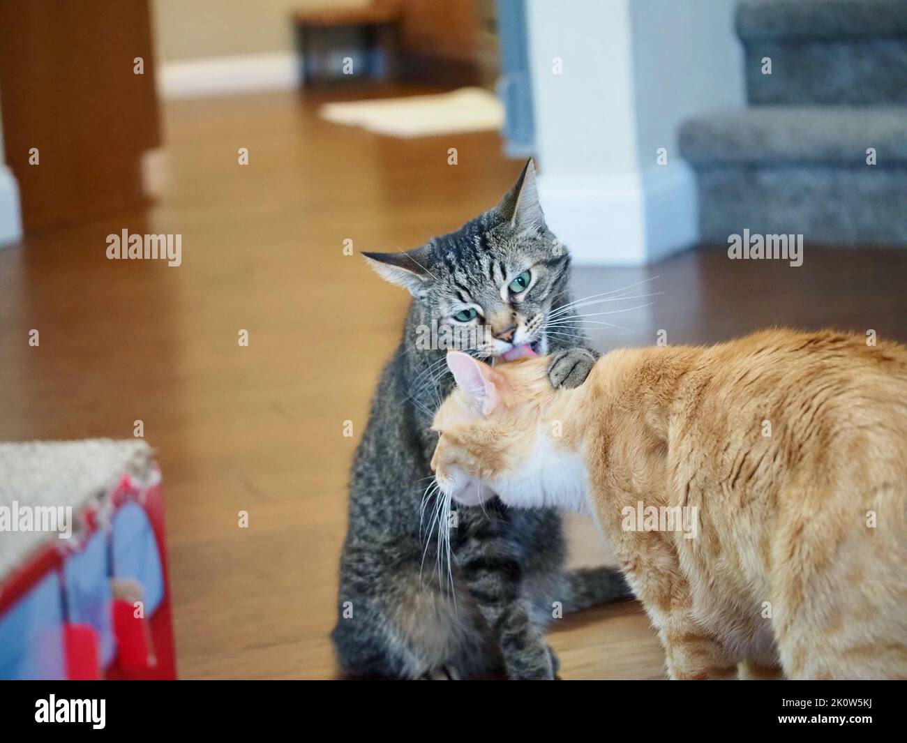 Mika the orange tabby and Morphy the tabby Stock Photo - Alamy