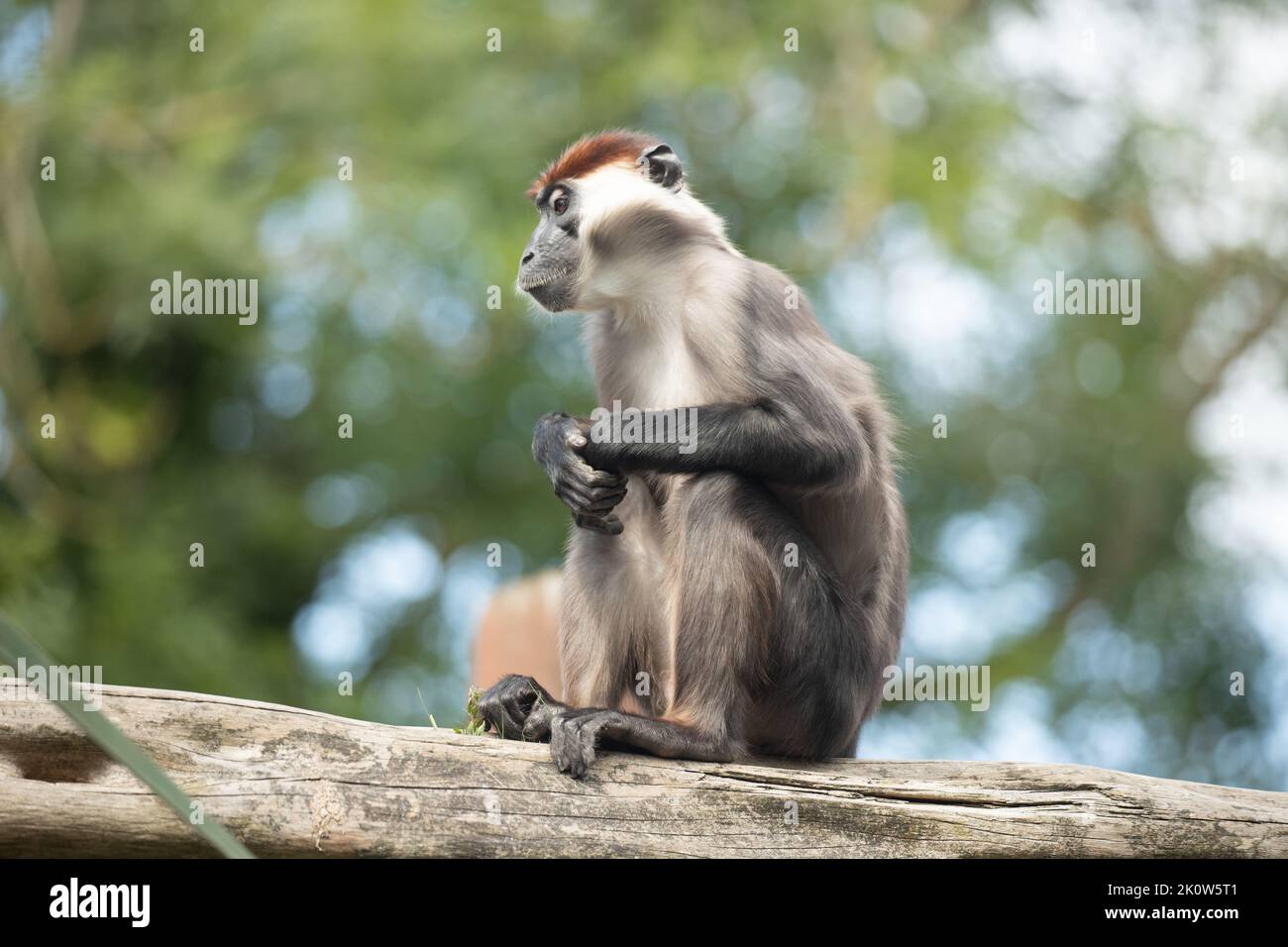 Cherry Crowned Collared Mangabey Monkey relaxing and yawning outside ...