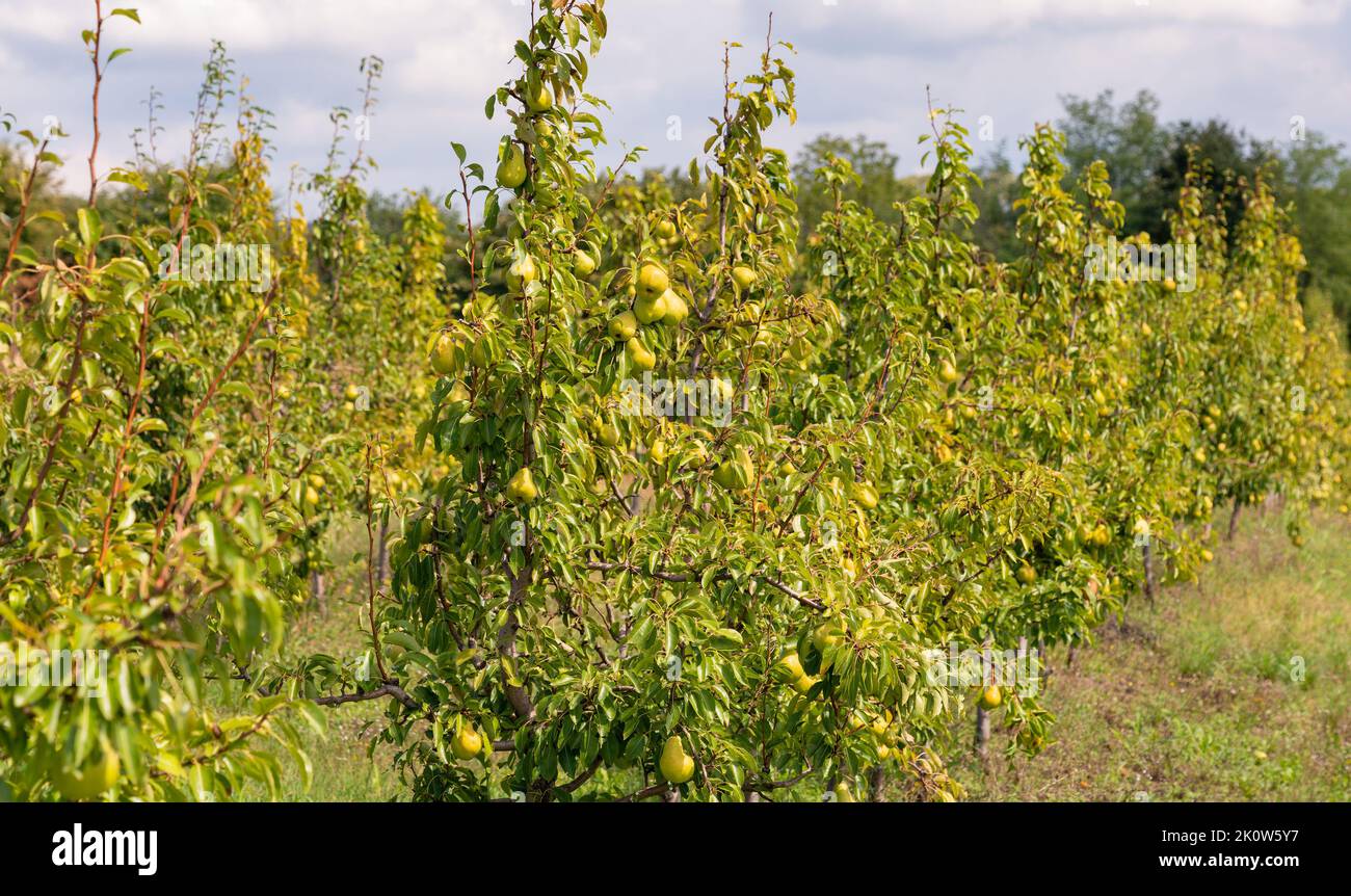 Pear orchard with ripe pear fruits on a plantation in Europe Serbia ...