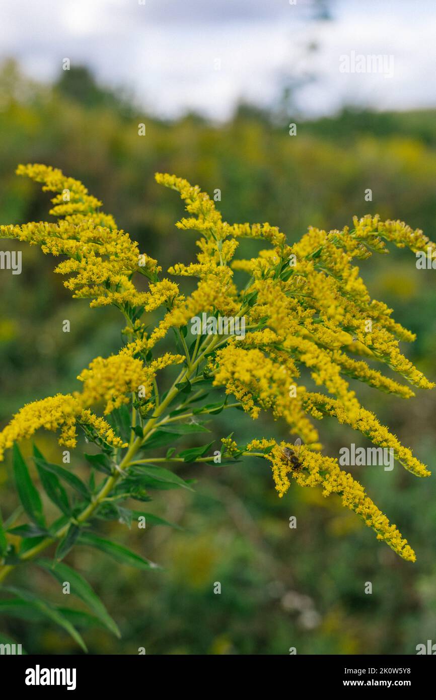 Yellow flowers of goldenrod. Weed culture grows in the field Stock ...