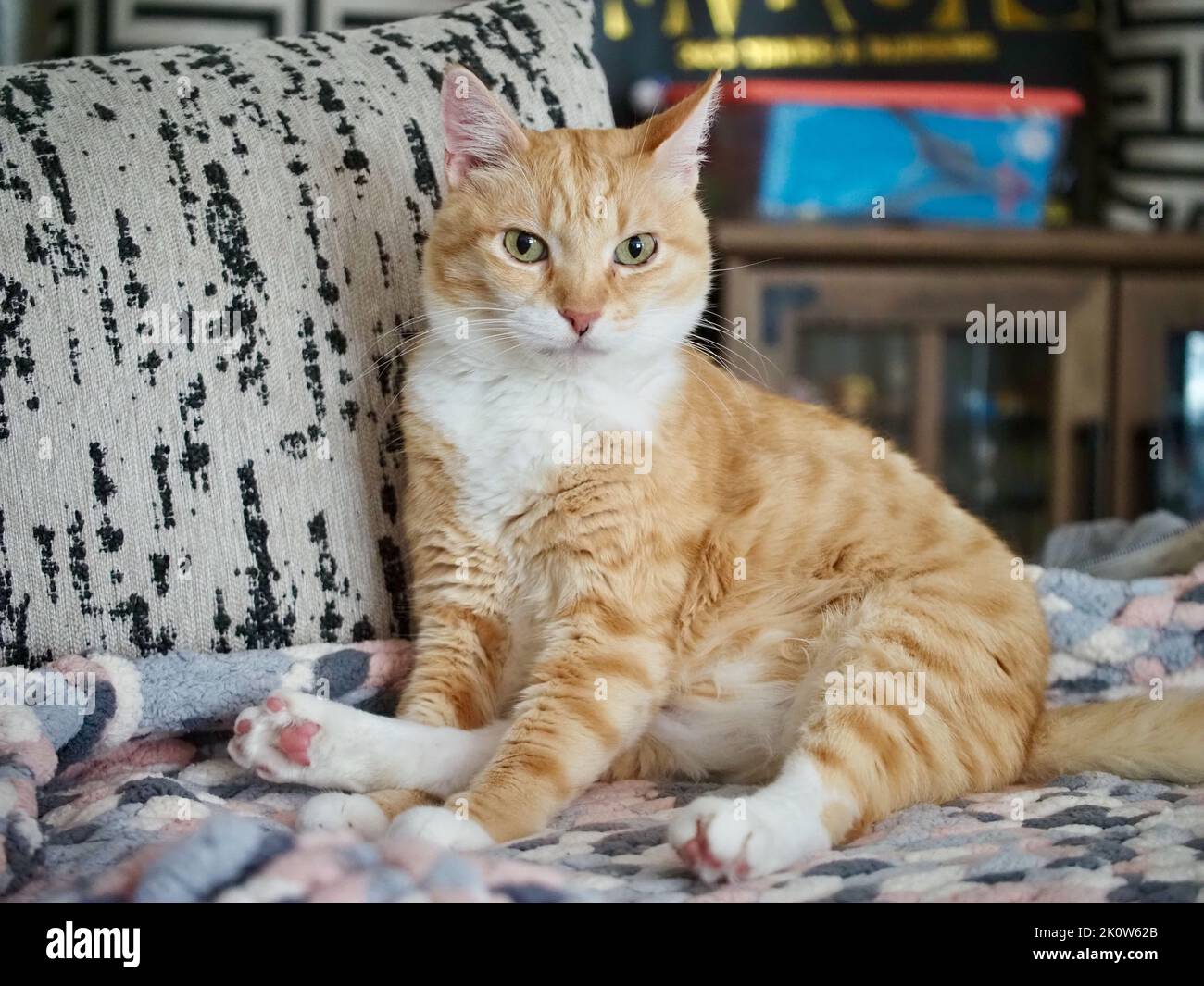 Mika the orange tabby chilling on the sofa Stock Photo - Alamy