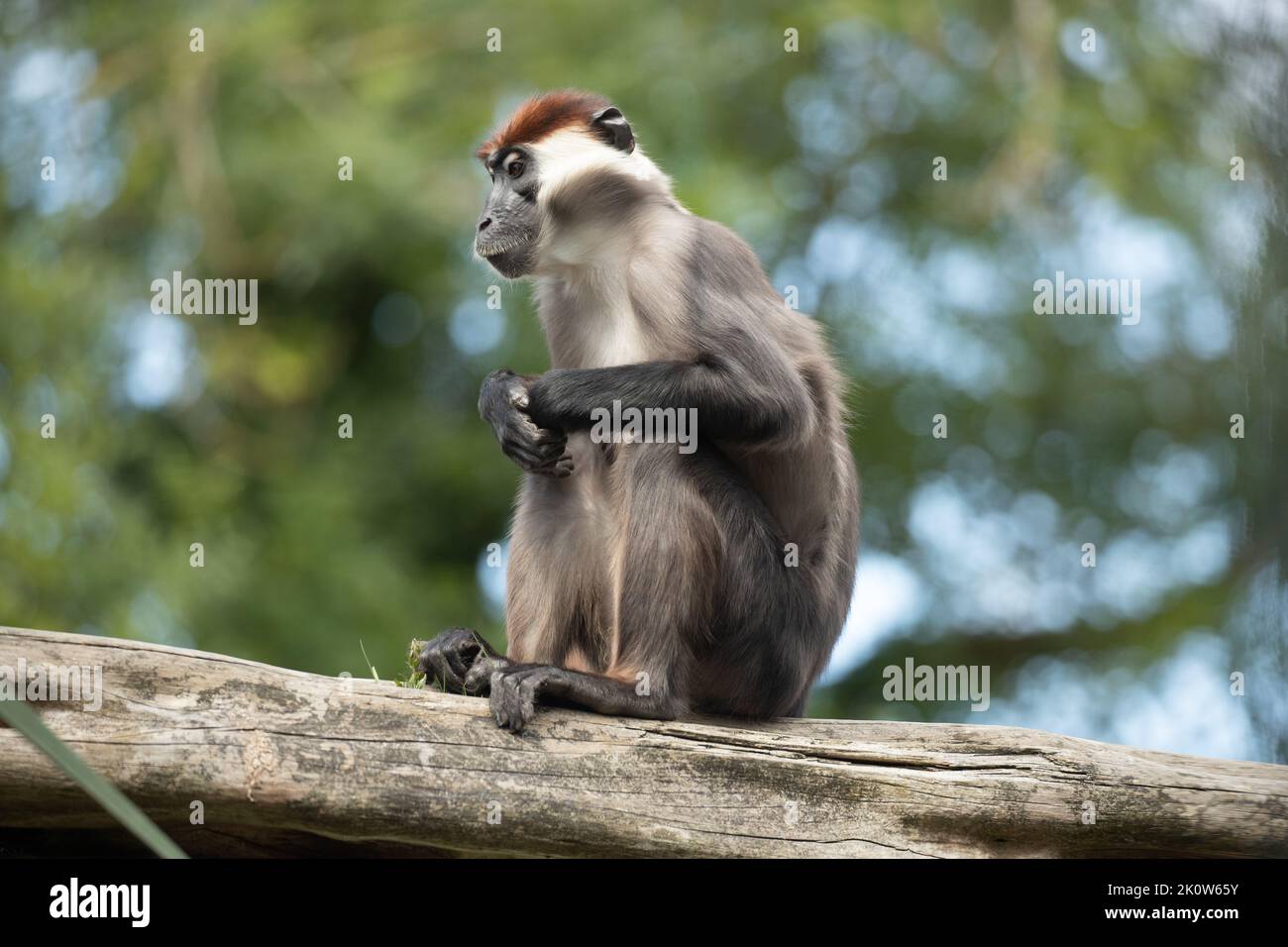 Maangabey sticking tongue out hi-res stock photography and images - Alamy