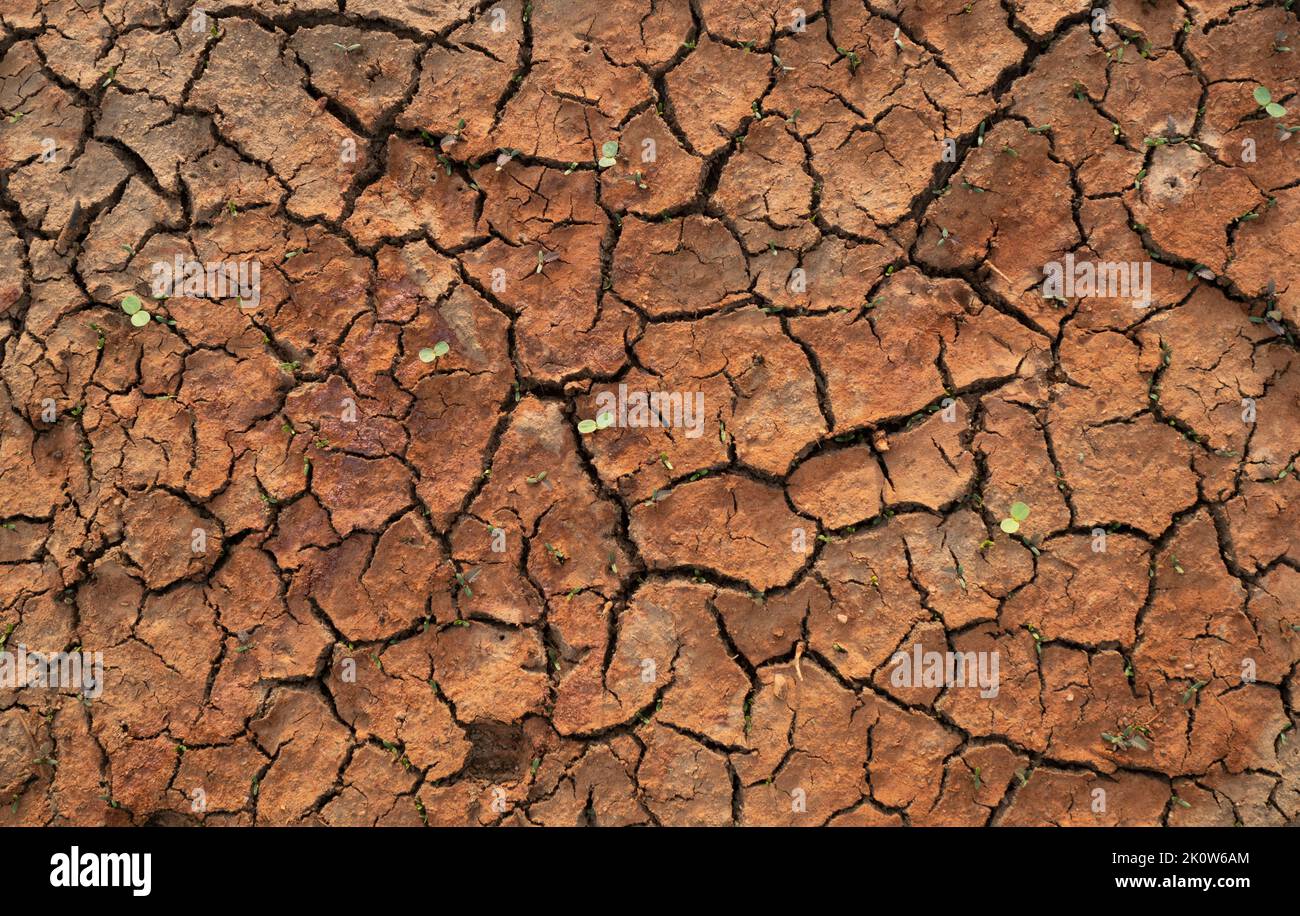 Global warming, Drought in the summer, the ground is dry Stock Photo ...