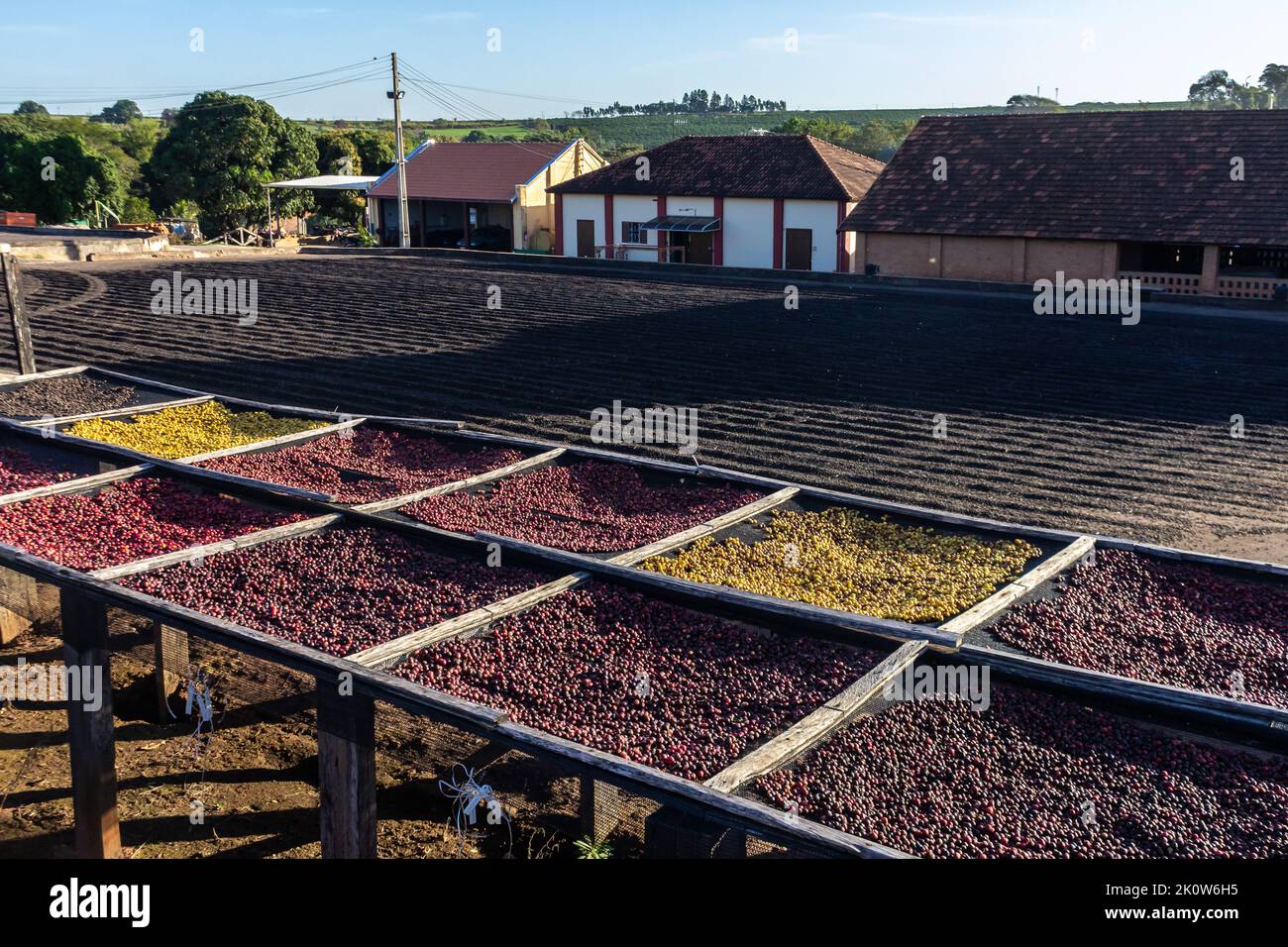 A coffee drying yard with several species of coffee beans on a farm ...