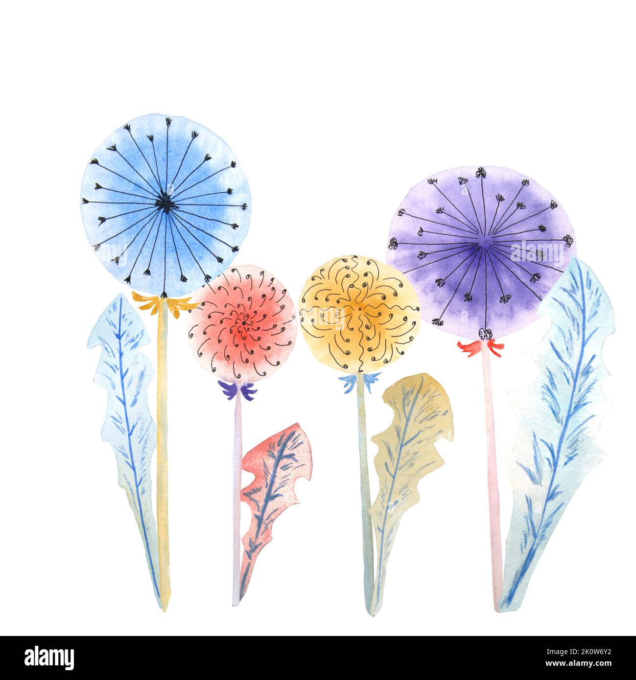 Watercolor bright dandelions on a white background. Isolates. Raster ...