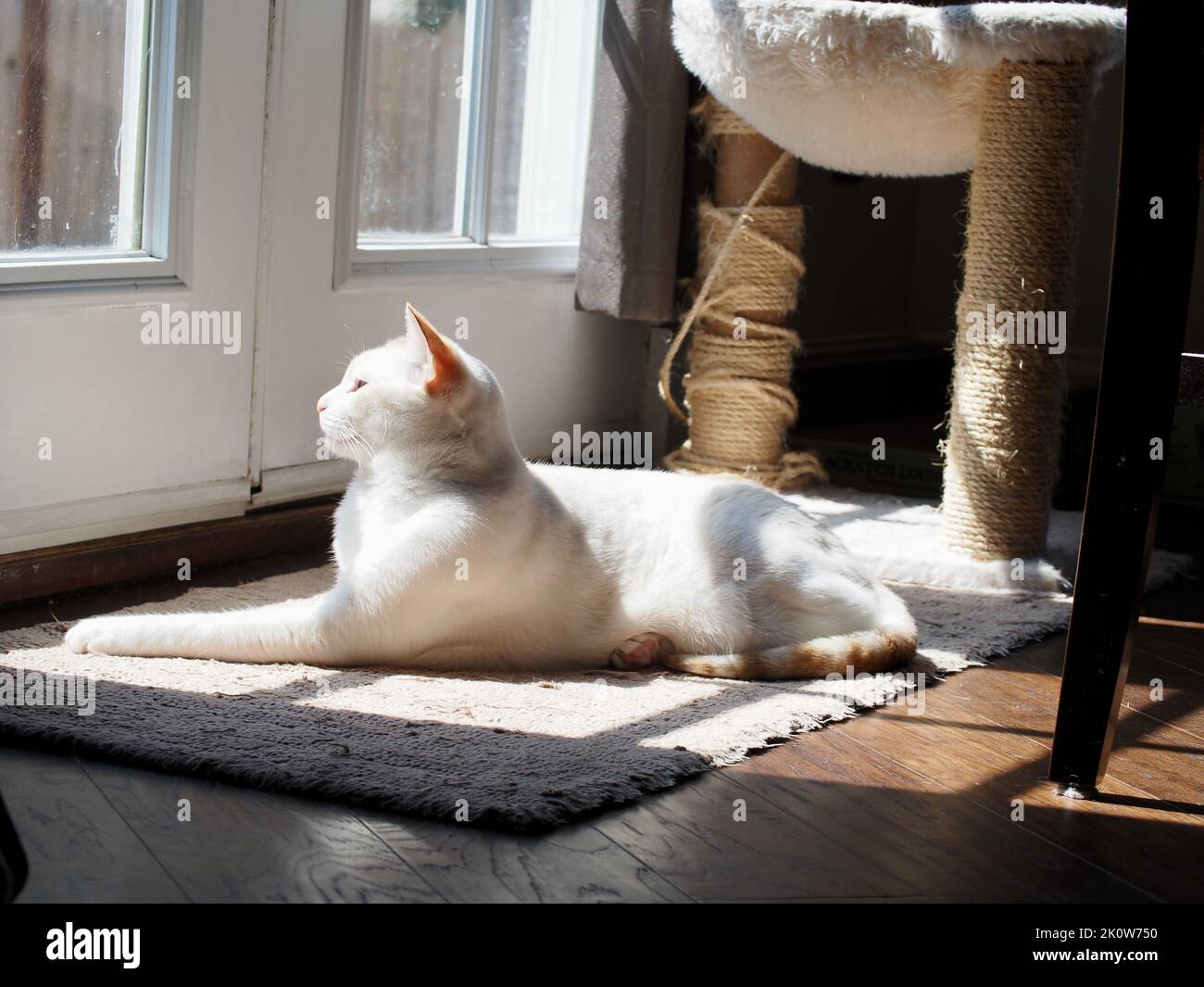 Kid katze hi-res stock photography and images - Alamy