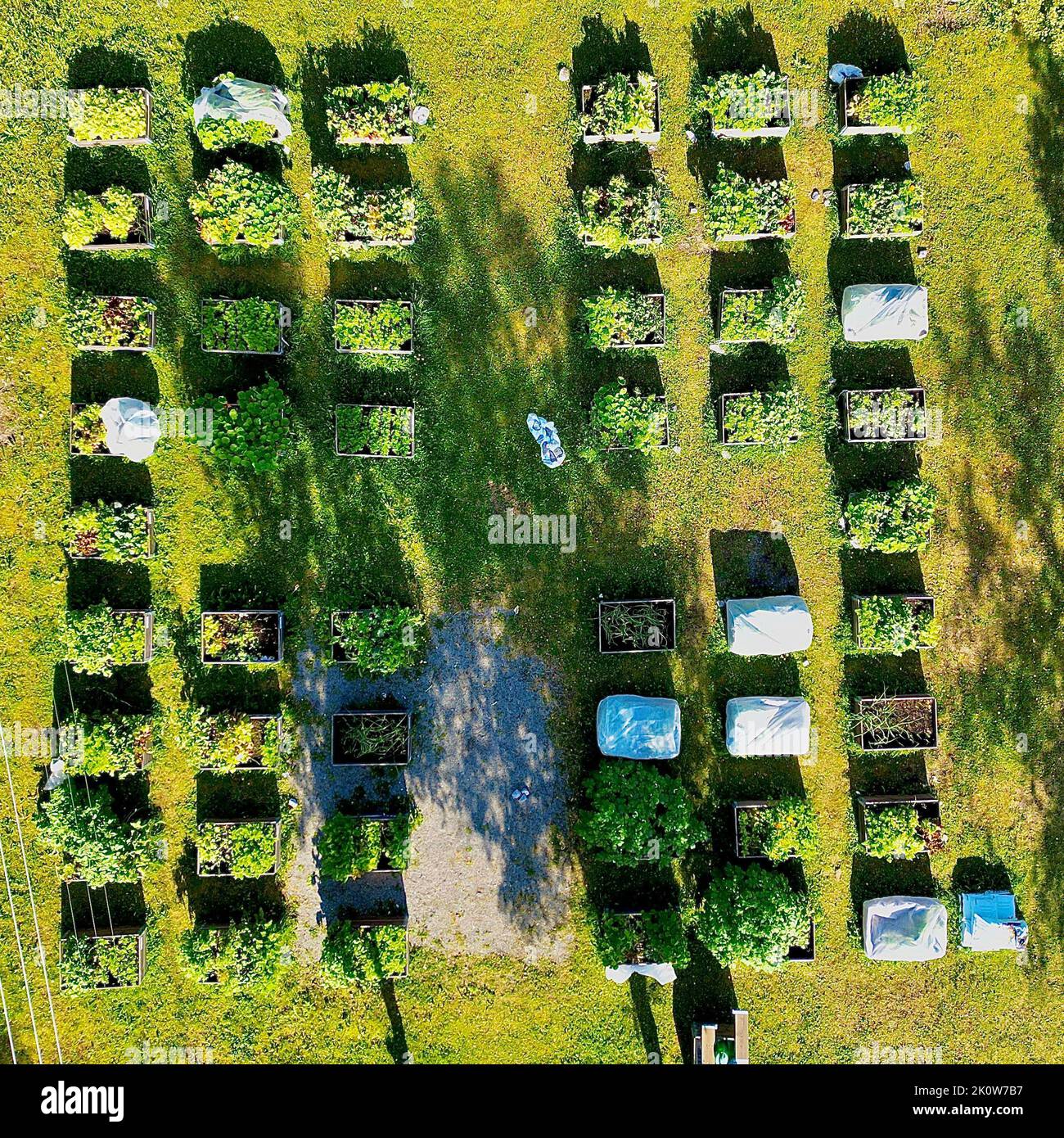 an aerial view of plants in parcels in symmetry Stock Photo - Alamy