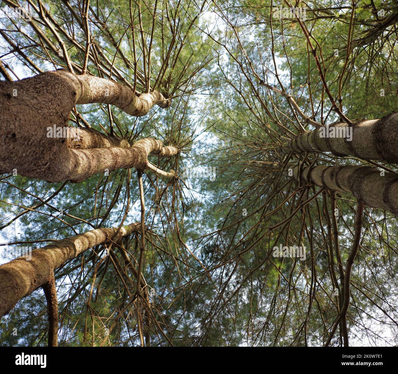 A low angle shot of high rise trees touching the clear sky Stock Photo ...