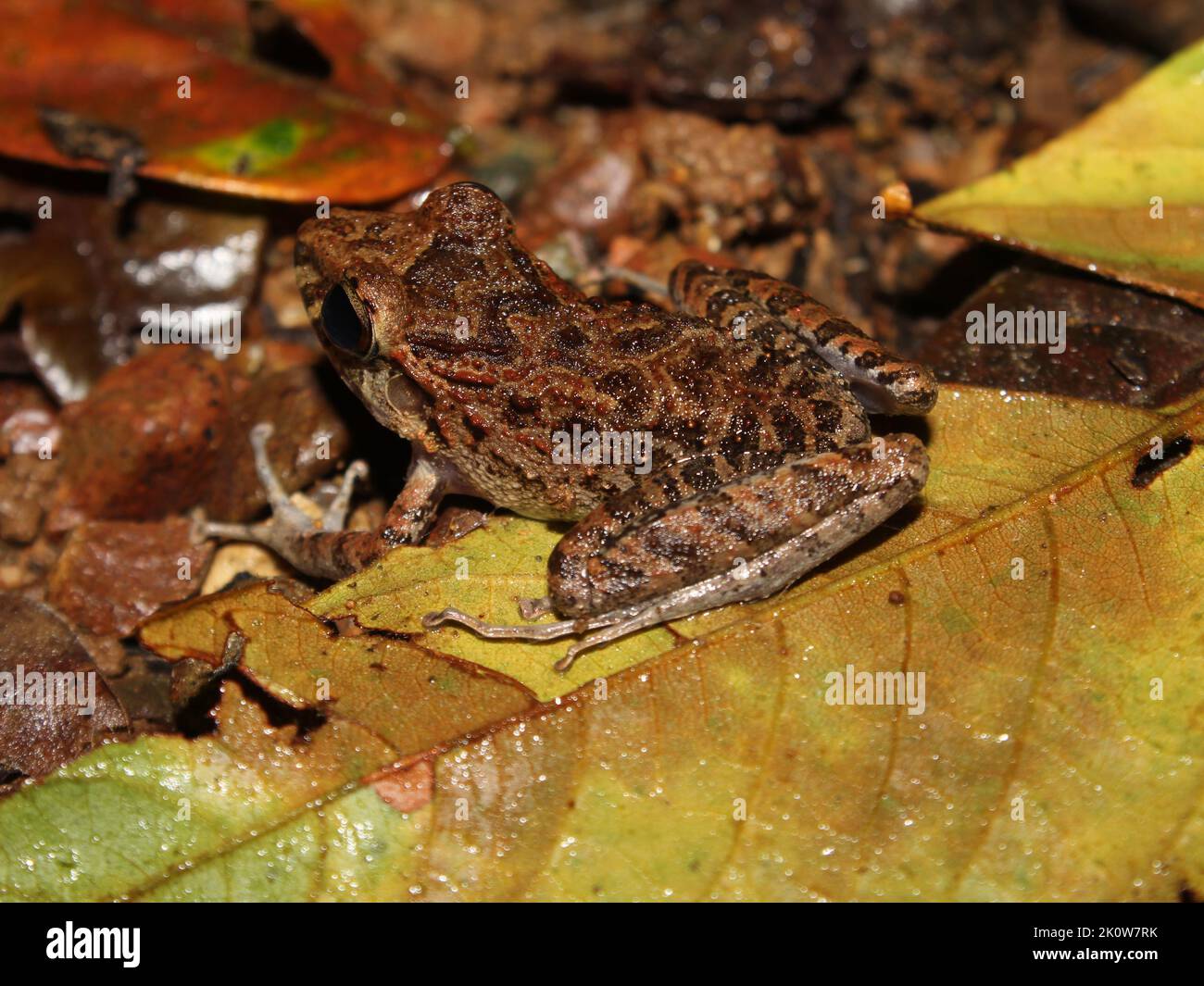 Craugastor frog from the Osa Peninsula of Costa Rica Stock Photo - Alamy