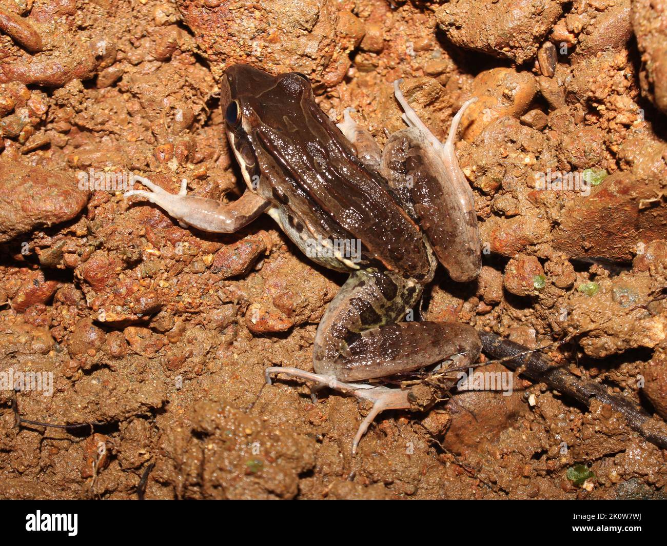 Caribbean Ditch Frog (Leptodactylus insularum) in the dirt Stock Photo ...