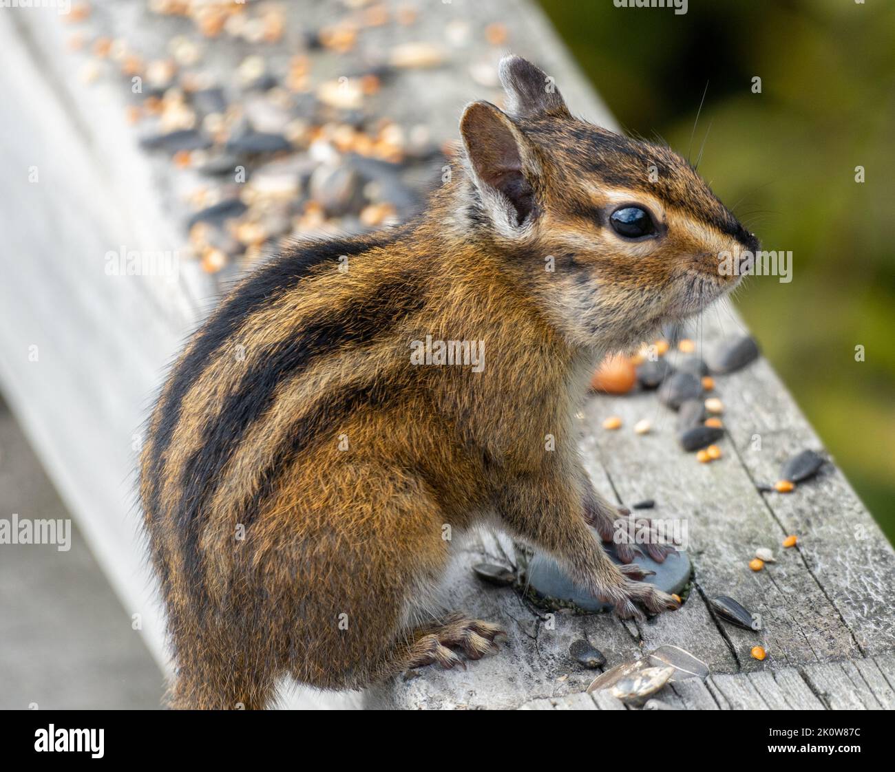 Chipmunk eating grass seeds hi-res stock photography and images - Alamy