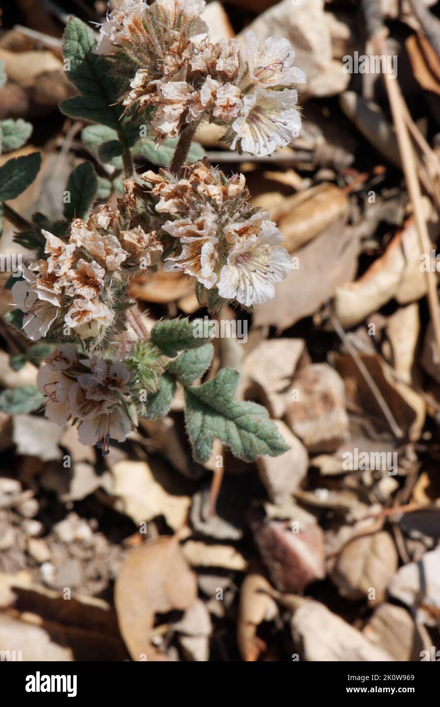 gymnosperms, pinophyta, conifers, pinales, pinaceae, pine family ...