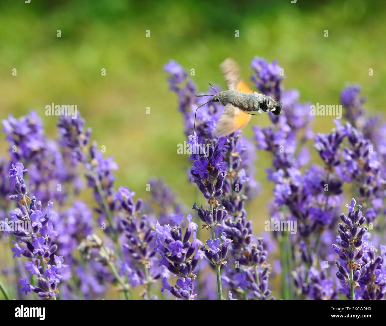 hummingbird hawk-moth insect that flies flapping its wings very quickly ...