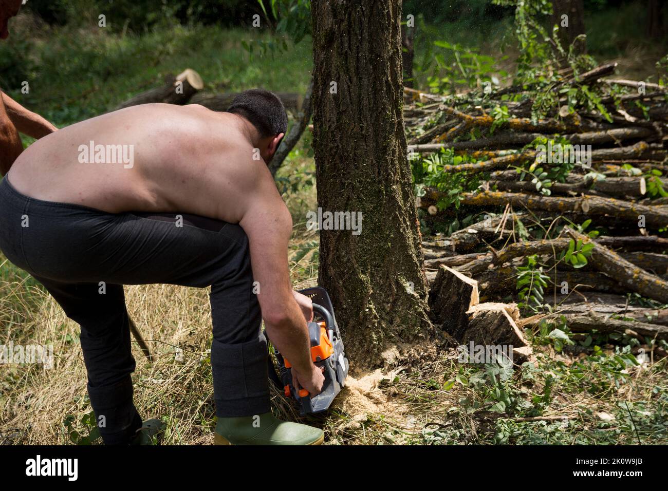 Lumberjack logger worker cutting firewood timber acacia tree in the ...