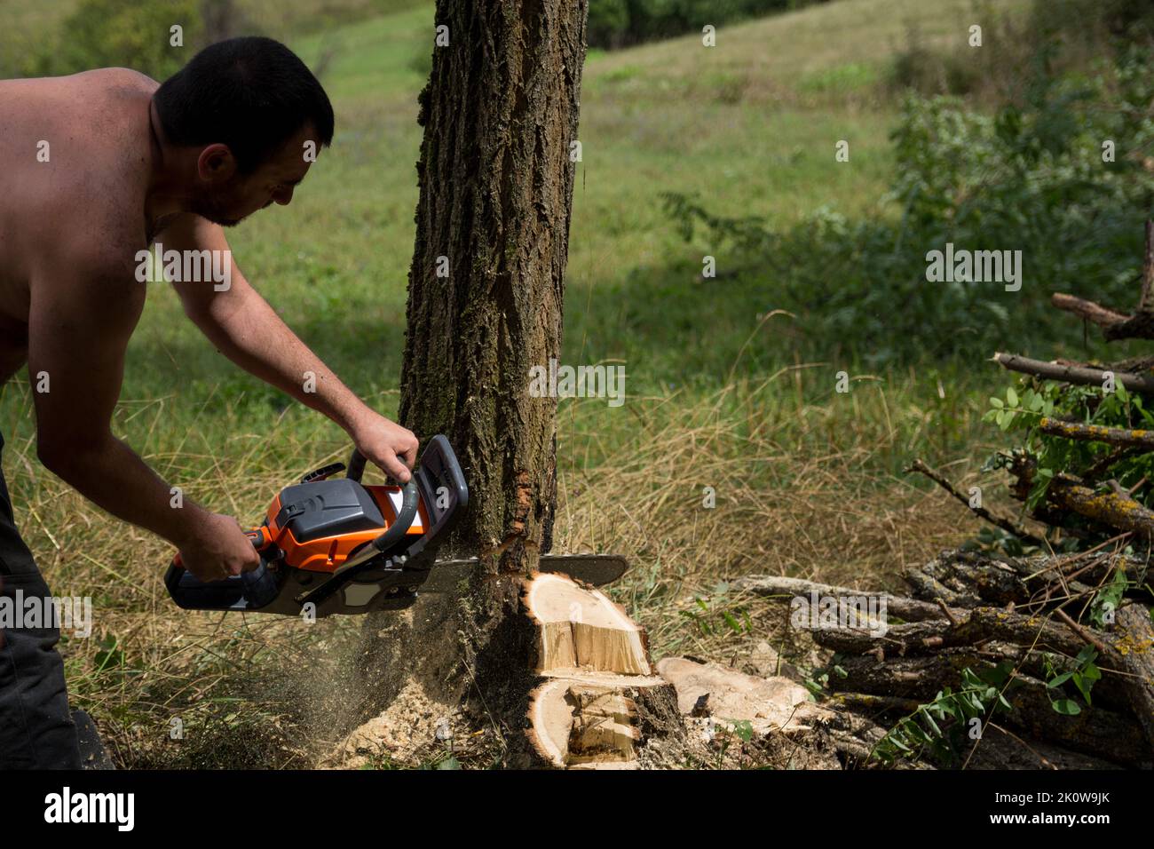 Lumberjack worker cutting acacia tree in the forest with a chainsaw on ...