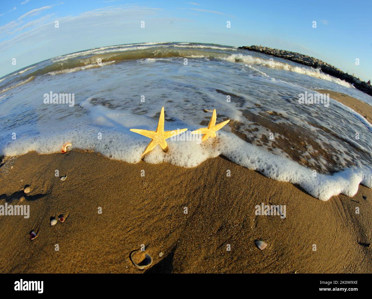 Two starfish on the seashore photographed with fish eye lens and the ...