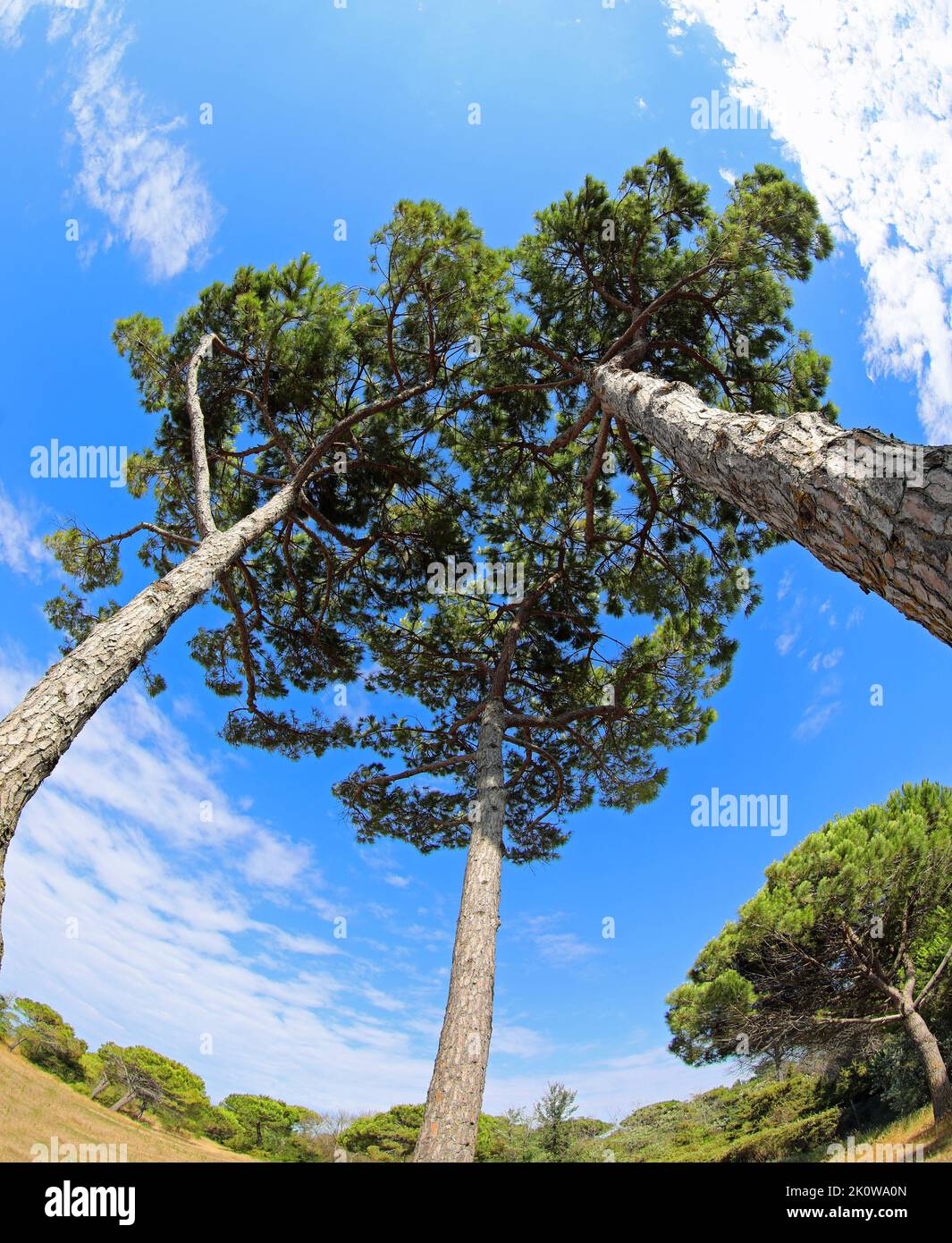 SEA PINE type trees with wrinkled bark seen from below in summer ...