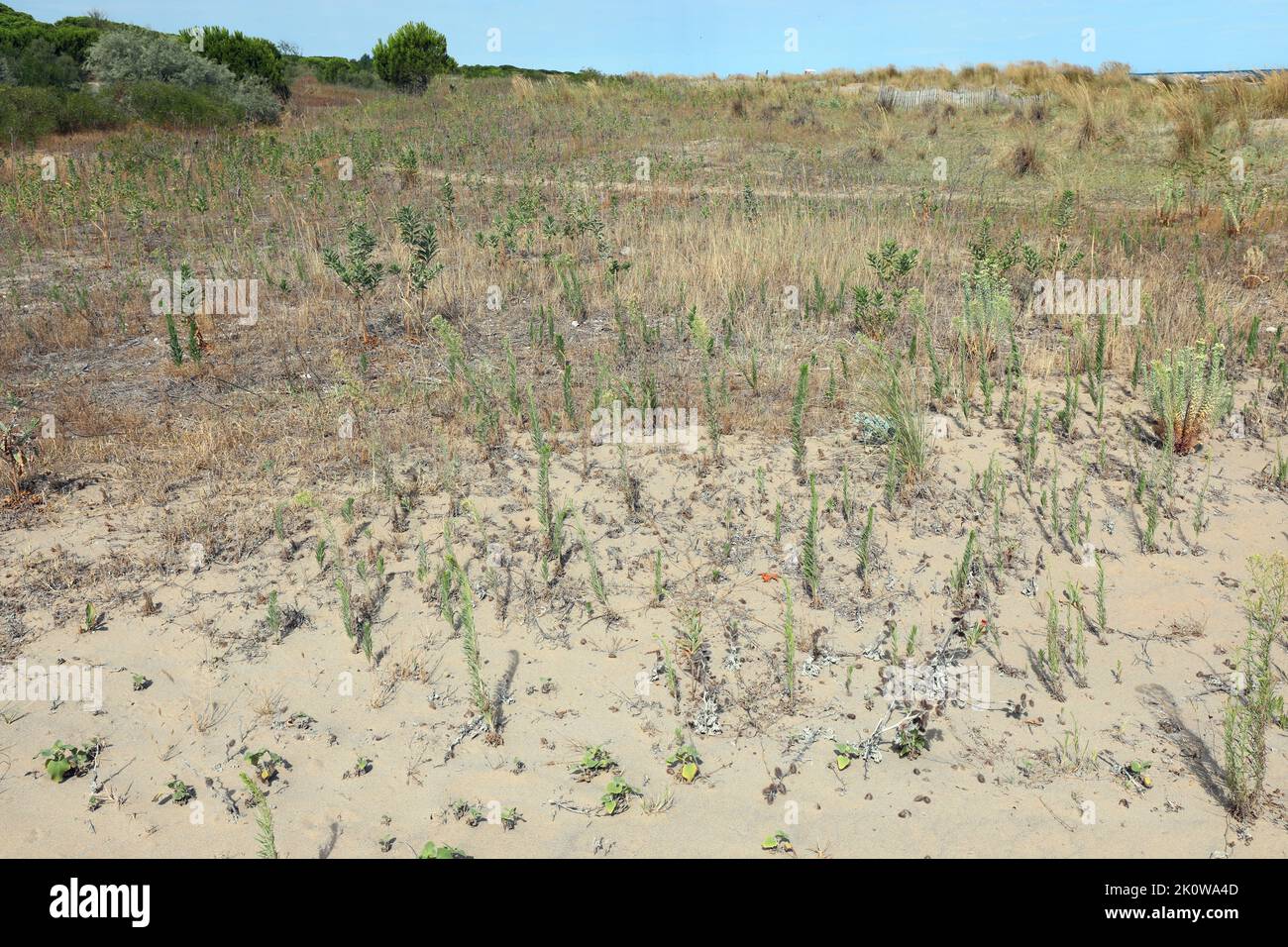 barren landscape of the typical Mediterranean scrub with bushes and ...